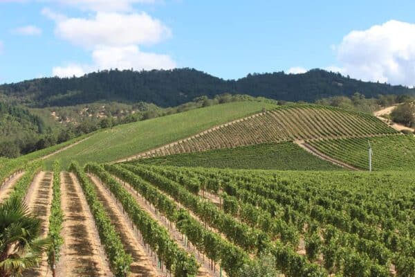 Merlot Wine - Your go-to guide - Vindulge