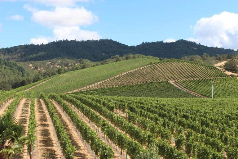 Merlot Wine - Your go-to guide - Vindulge