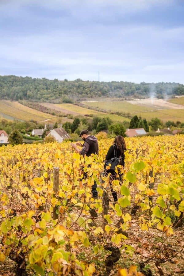 Back to Bourgogne: An introduction to Burgundy wines - Vindulge