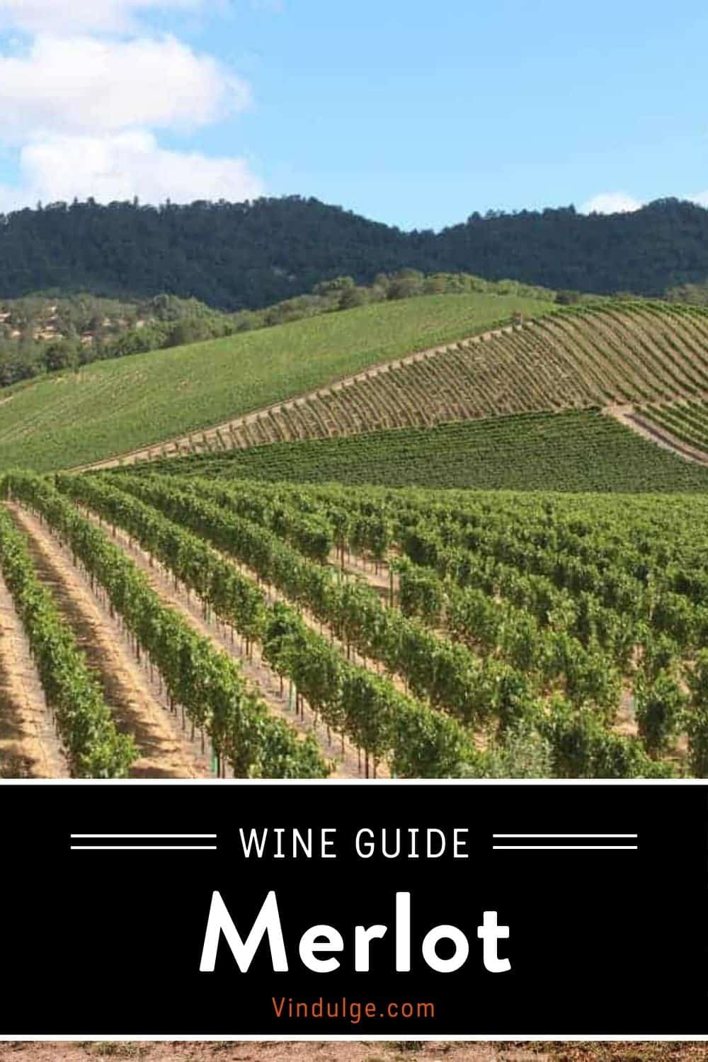 Merlot Wine - Your go-to guide - Vindulge
