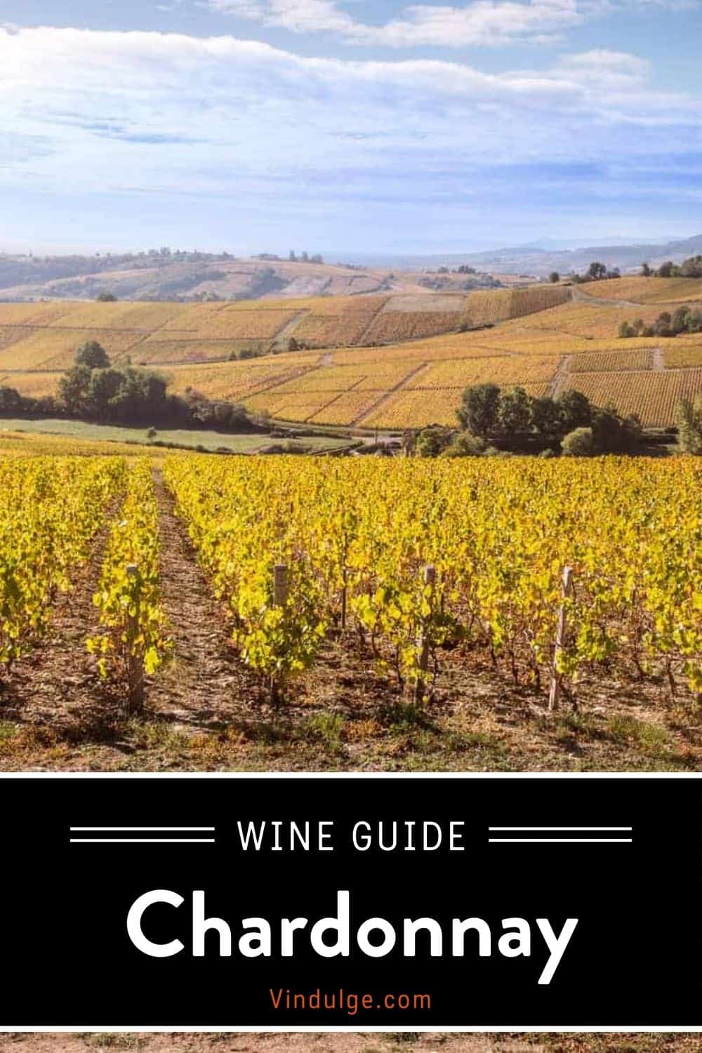 Chardonnay Wine Guide - Vindulge
