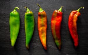 How To Roast Green Chiles in the Grill or Oven - Vindulge