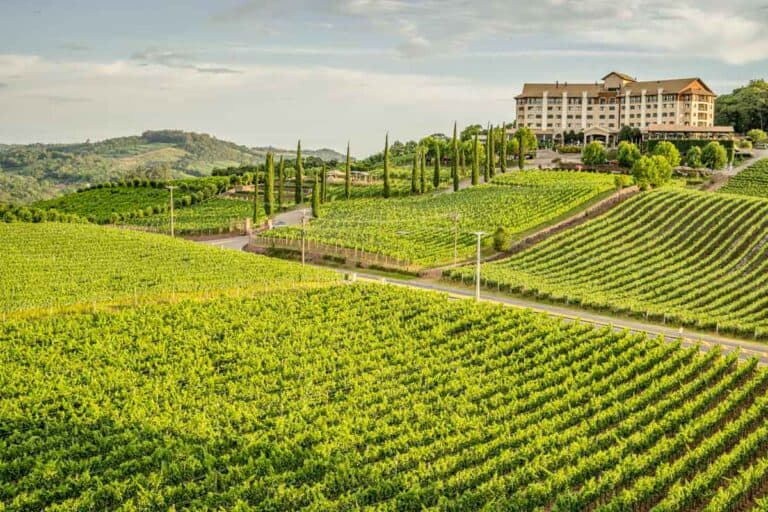 Introduction to Brazilian Wines - Wines of Brazil Guide - Vindulge