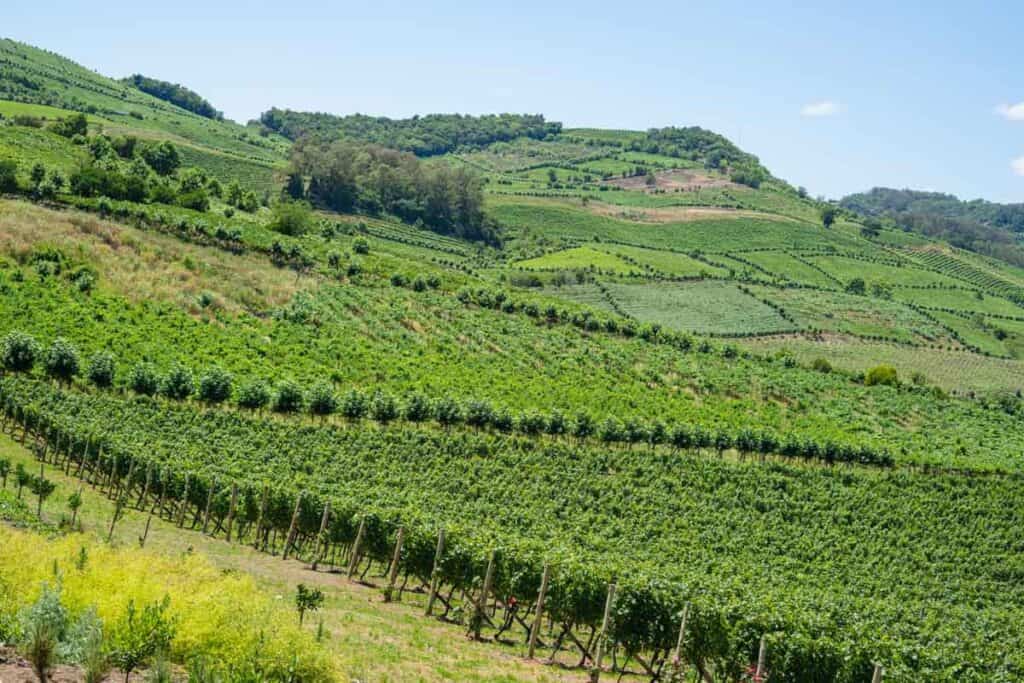 Introduction to Brazilian Wines - Wines of Brazil Guide - Vindulge