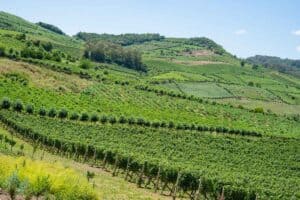 Introduction to Brazilian Wines - Wines of Brazil Guide - Vindulge